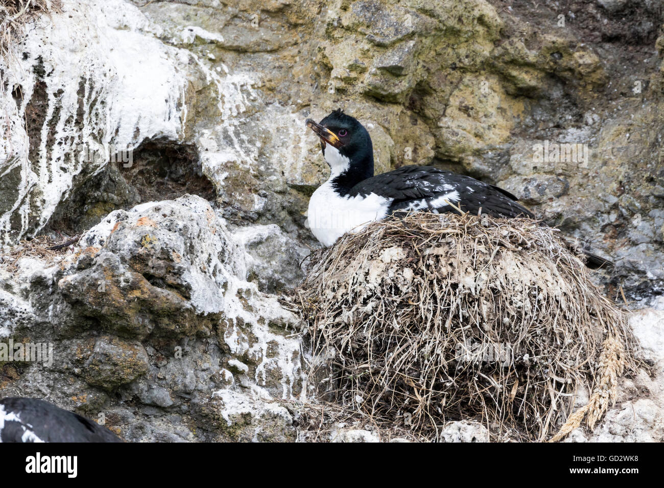 Auckland islands shag hi-res stock photography and images - Alamy