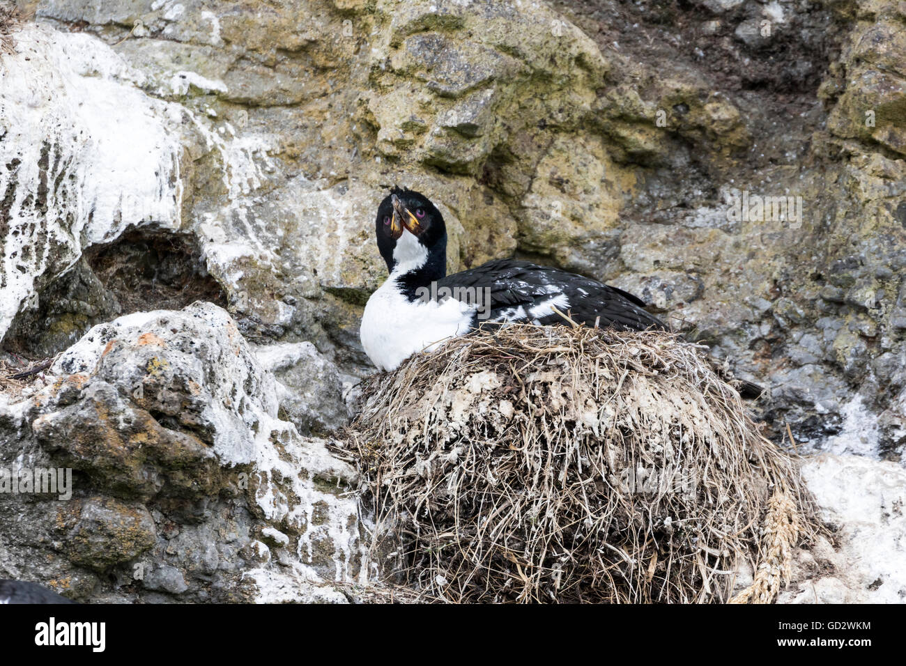 Auckland Islands shag nesting at Enderby Island, Auckland Islands, New ...