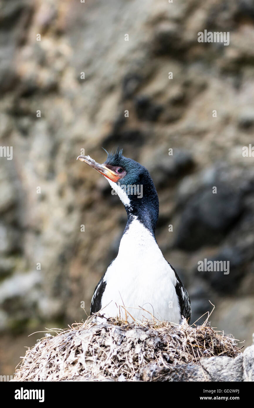 Auckland Islands shag nesting at Enderby Island, Auckland Islands, New ...