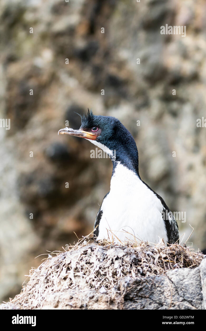 Auckland islands shag hi-res stock photography and images - Alamy