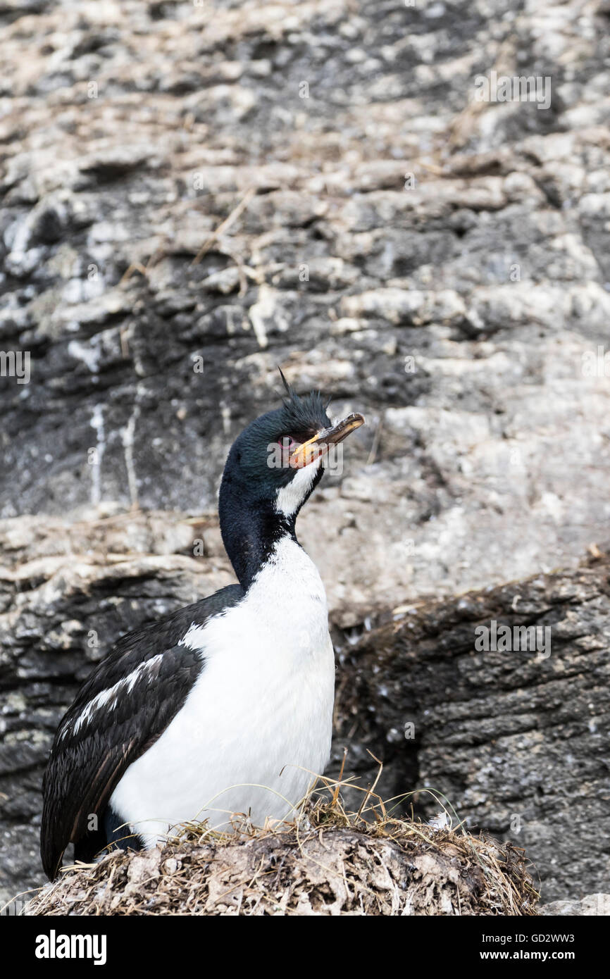 Auckland Islands shag nesting at Enderby Island, Auckland Islands, New ...