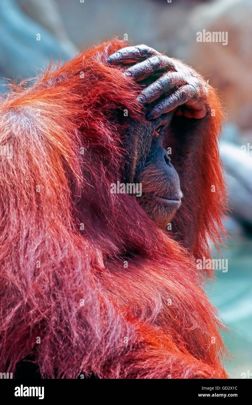 Red ape orangutan hi-res stock photography and images - Alamy