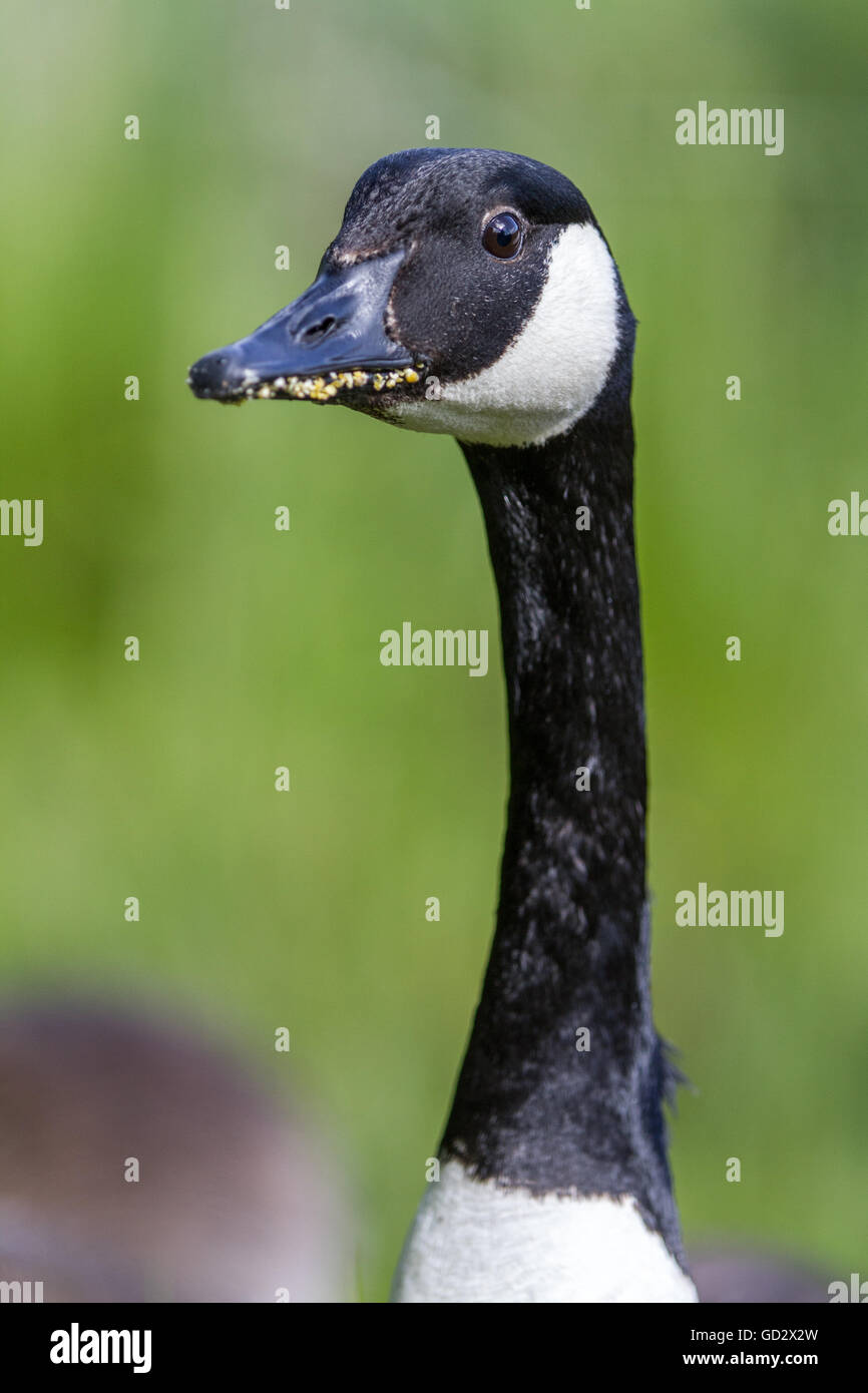Canada goose canadensis eating corn hi-res stock photography and images ...