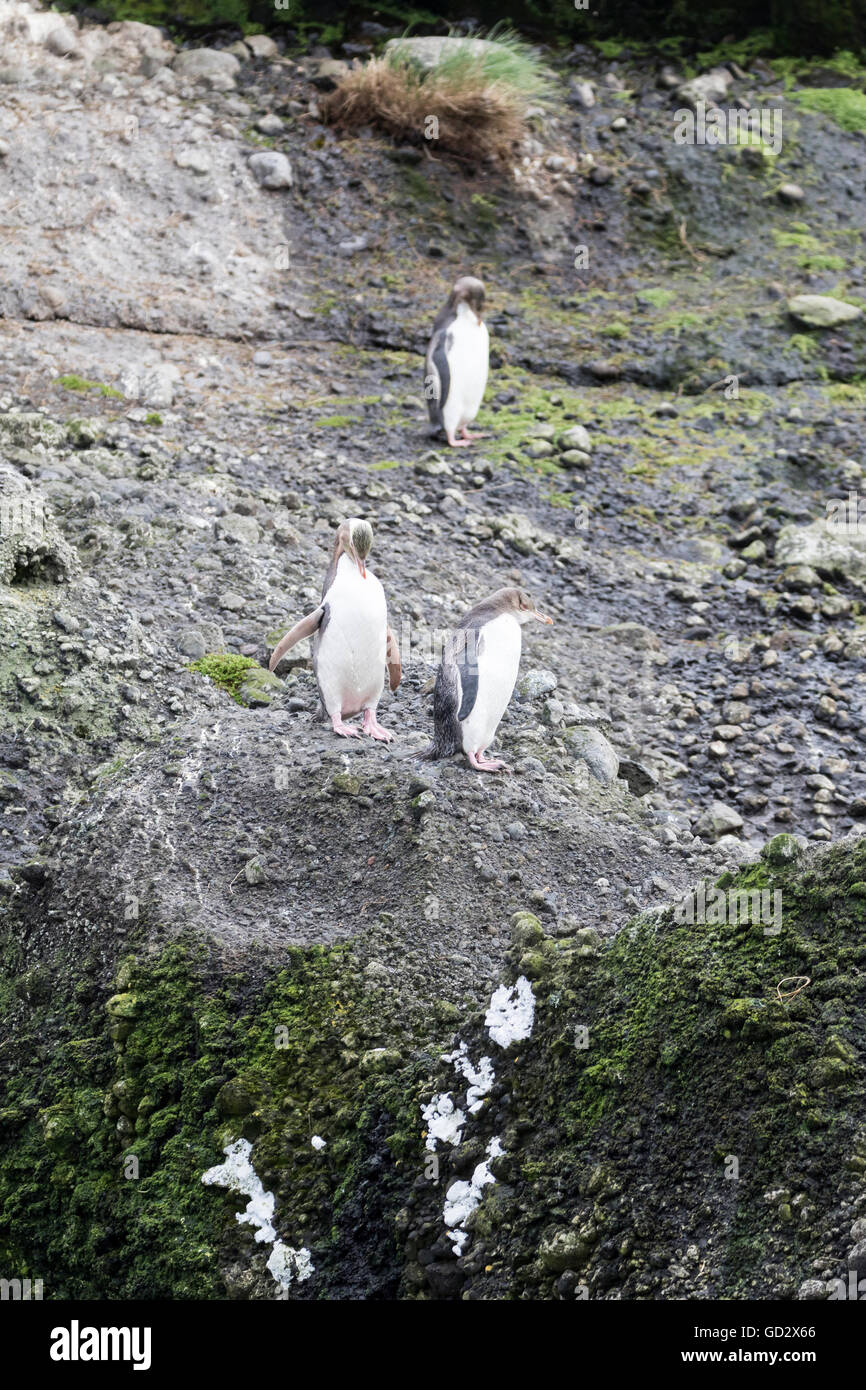 Yellow eyed penguins at Enderby Island, Auckland Islands, New Zealand ...