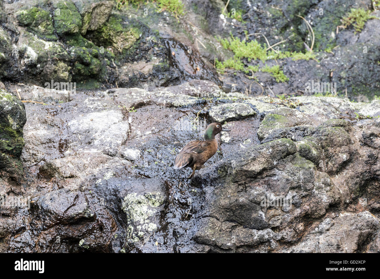 Auckland teal hi-res stock photography and images - Alamy