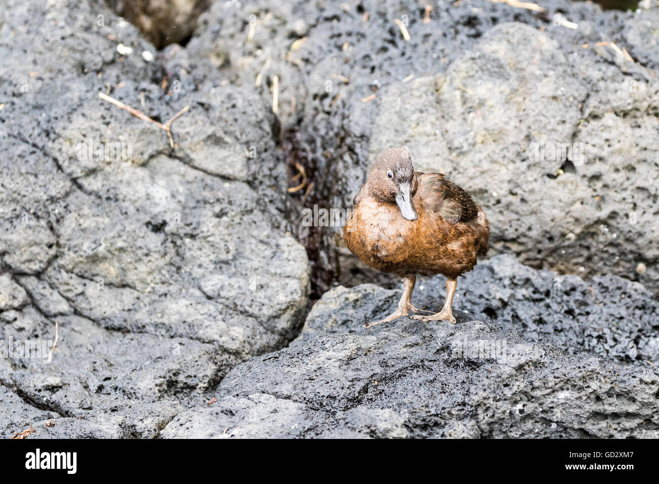 Anas aucklandica aucklandica hi-res stock photography and images - Alamy