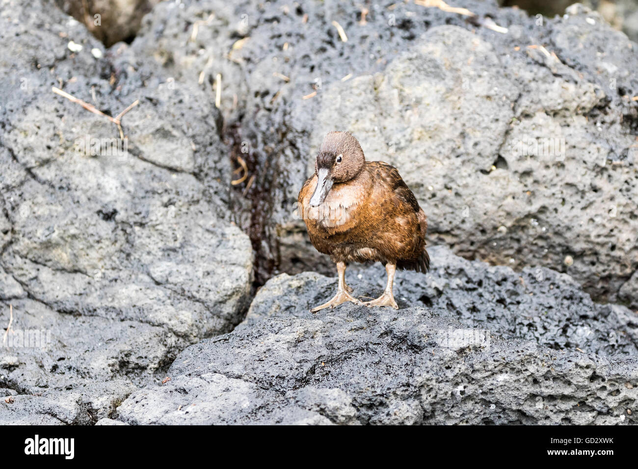 Anas aucklandica aucklandica hi-res stock photography and images - Alamy