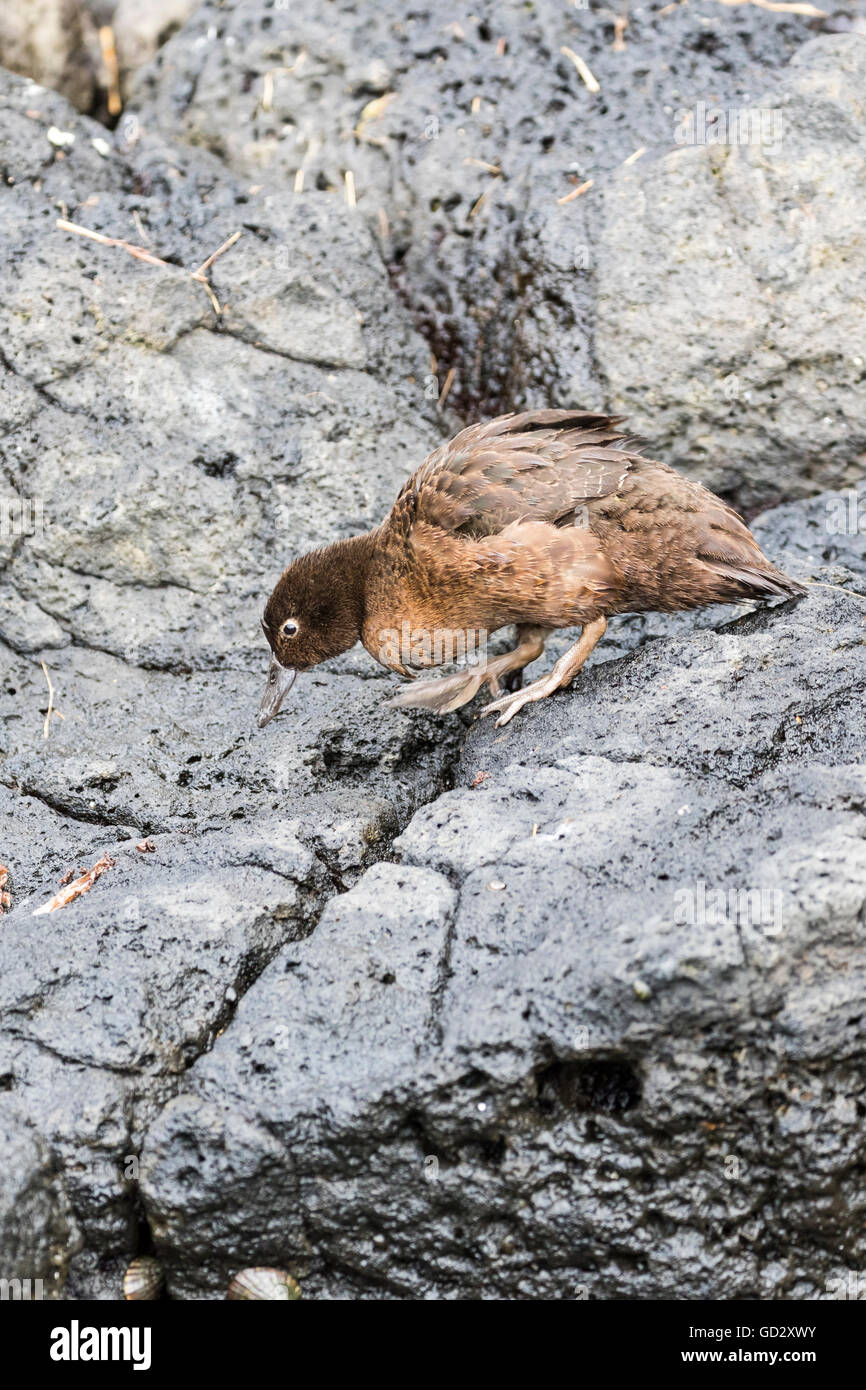 Auckland island teal hi-res stock photography and images - Alamy