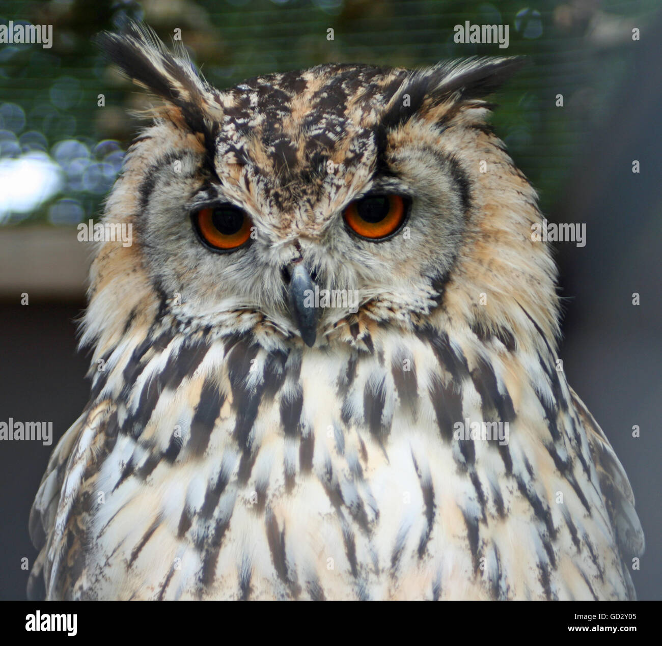 Owl yorkshire dales hi-res stock photography and images - Alamy
