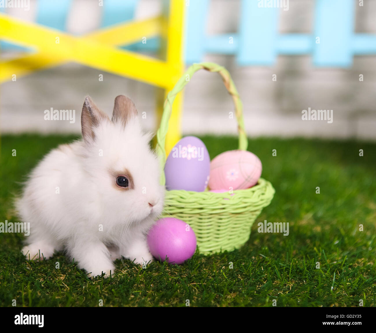 Little white rabbit and easter eggs in green grass. Easter background ...