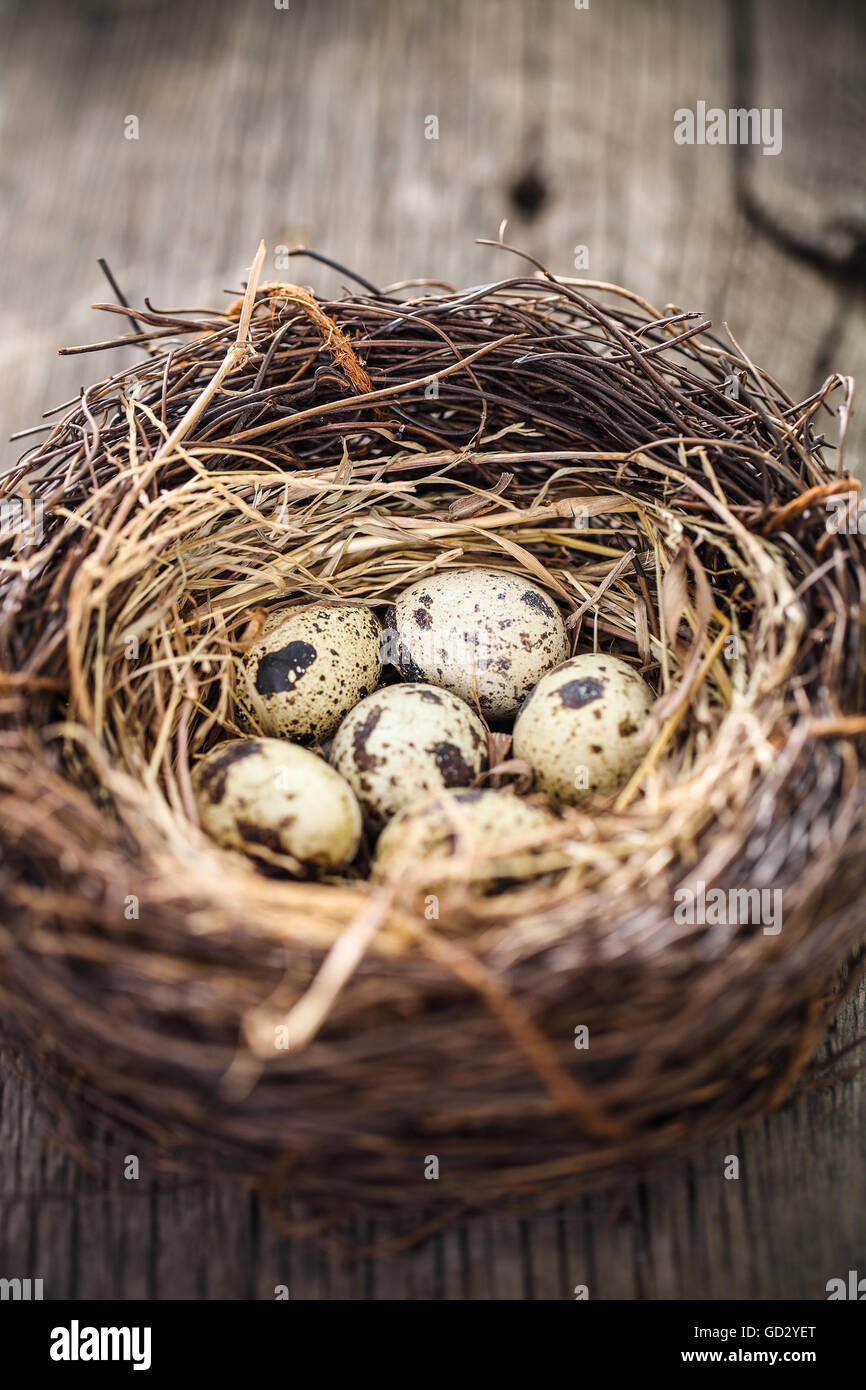 Nest with eggs on vintage wooden background. Close up Stock Photo - Alamy