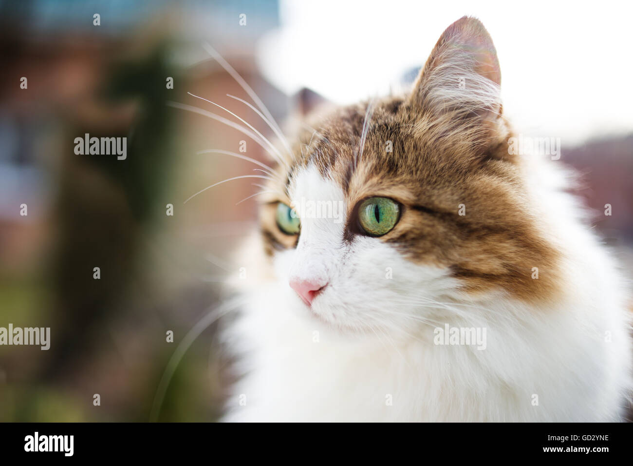 Norwegian cat portrait in meadow at morning. Soft light Stock Photo - Alamy