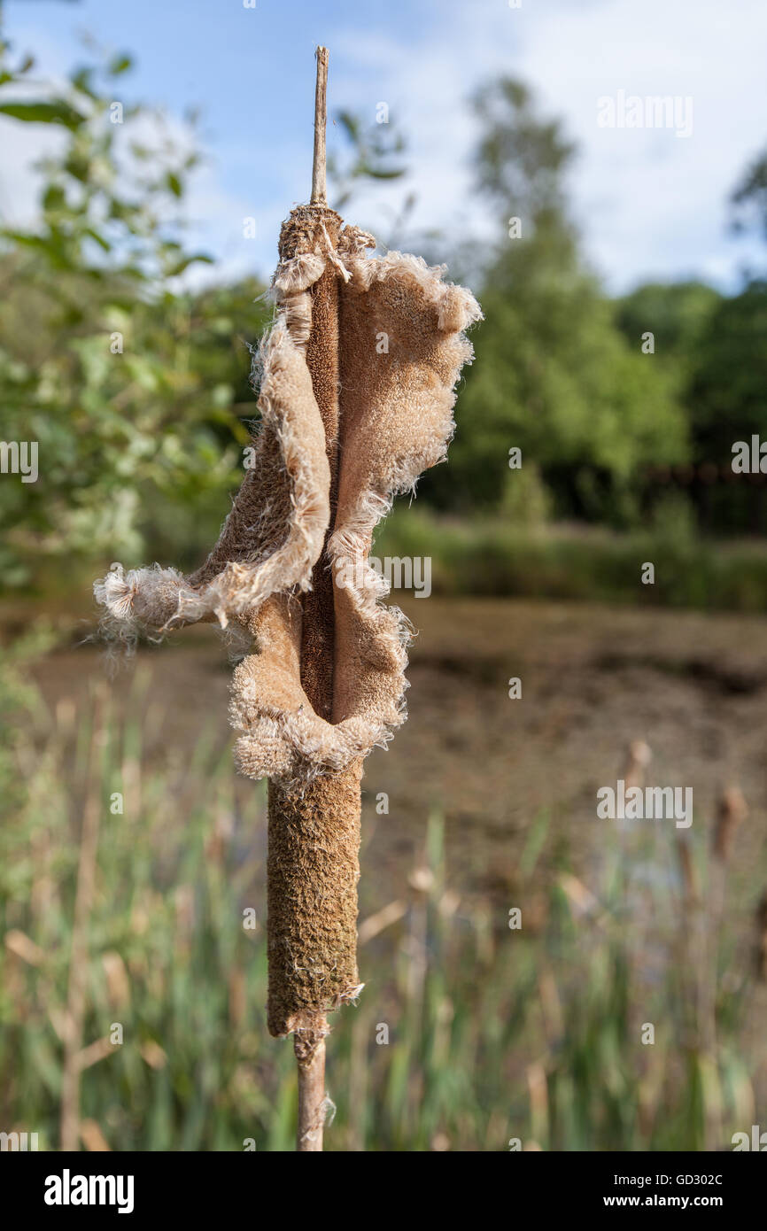 Vertical shot of bulrush a tall wetland grass like a reed Stock Photo ...