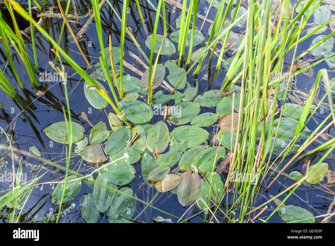 Garden wildlife pond with reeds and lillies Stock Photo - Alamy