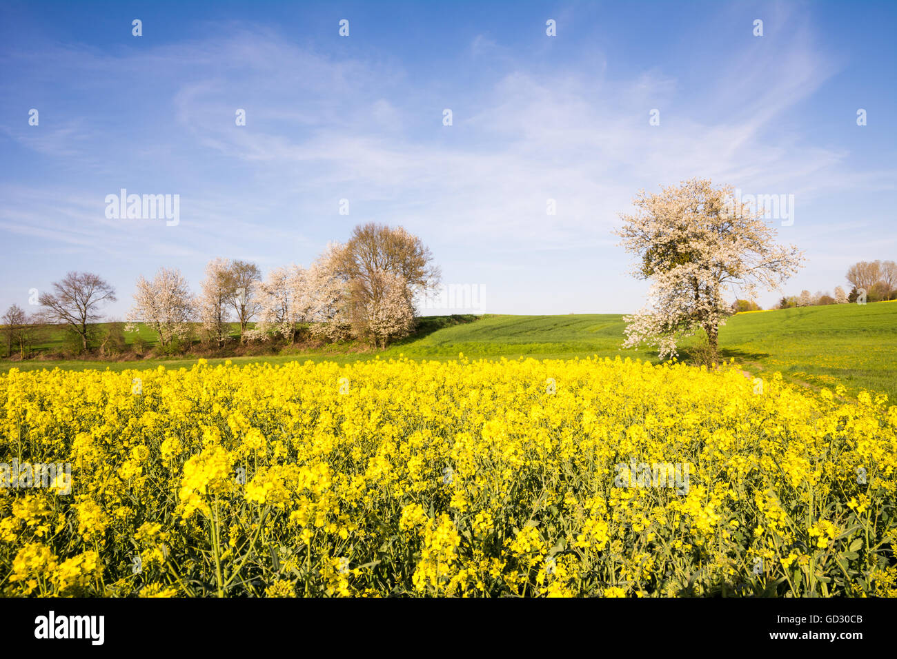 Landscape with a flowering tree at spring Stock Photo - Alamy