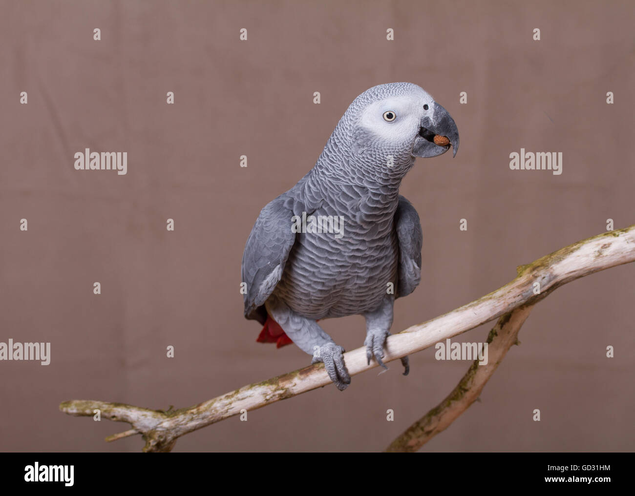 Parrot on a stick hi-res stock photography and images - Alamy