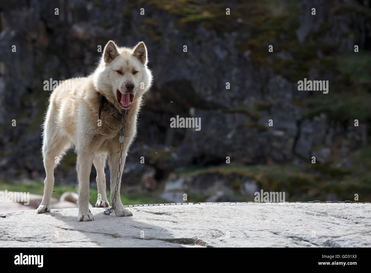 Sledge Dog, Ilulissat, Greenland Stock Photo - Alamy