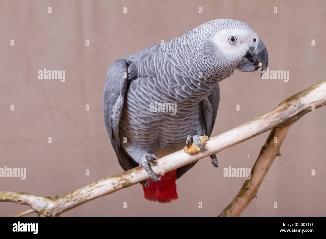 African grey parrot eating nut hi-res stock photography and images - Alamy