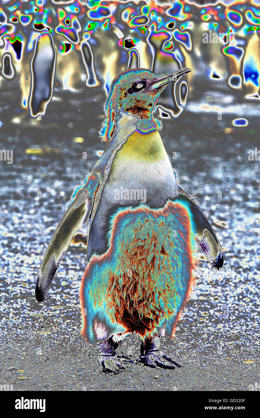 A young King Penguin moulting from its juvenile down to adult feathers ...