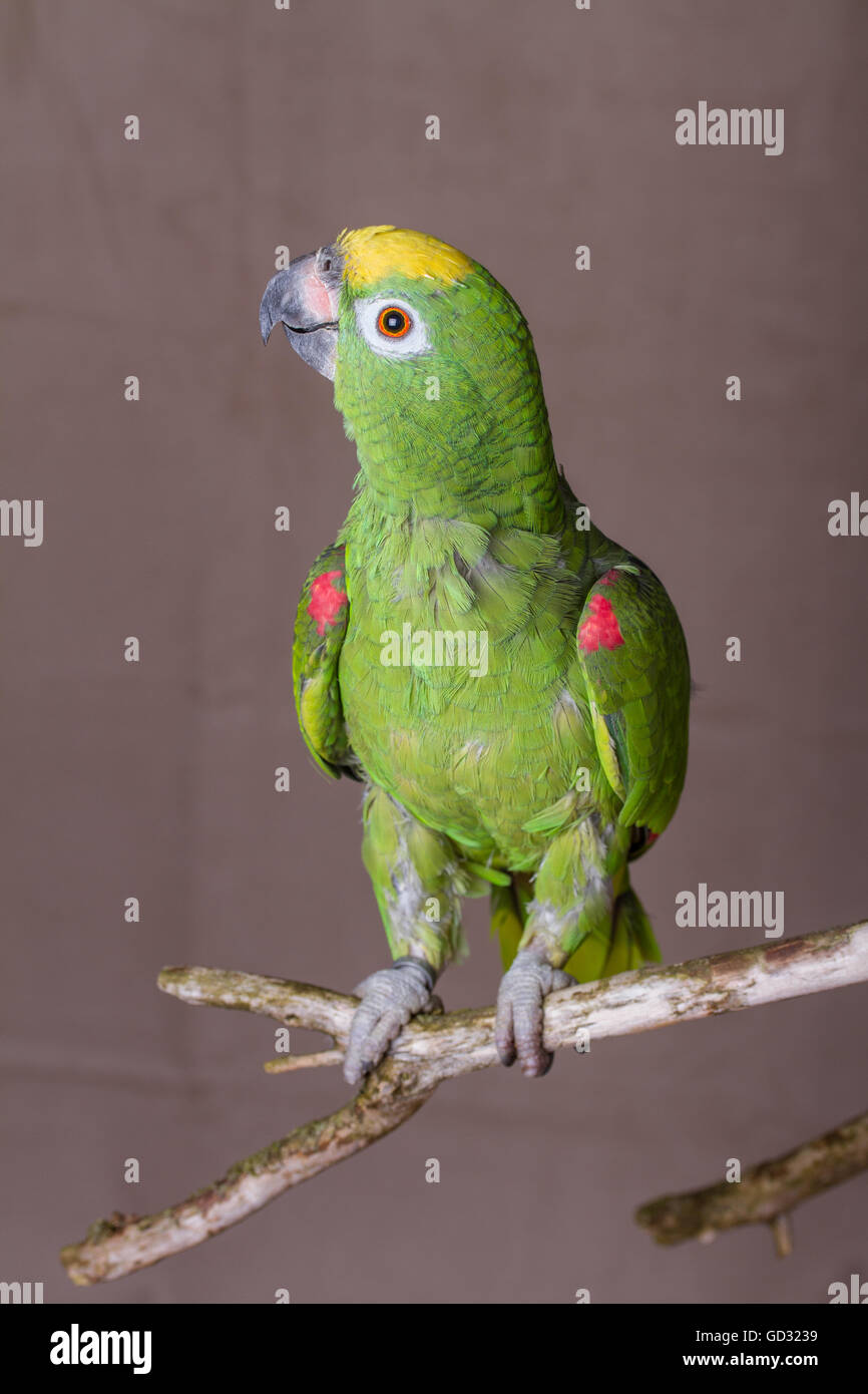 Yellow crowned amazon parrot hi-res stock photography and images - Alamy