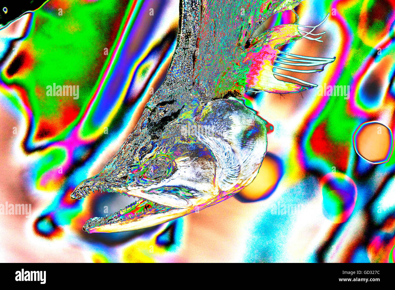 Inuit food alaska hi-res stock photography and images - Alamy