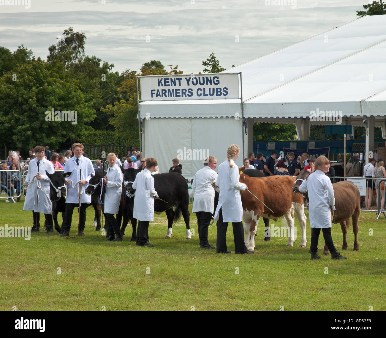 Kent Young Farmers showing their cattle at the Kent County Show Stock ...