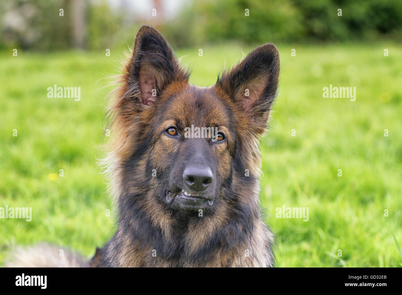Serious german shepherd hi-res stock photography and images - Alamy