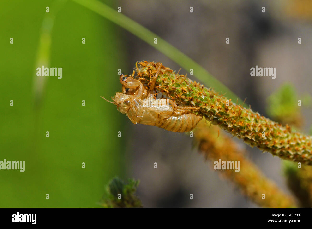 Empty cicada shell hi-res stock photography and images - Alamy