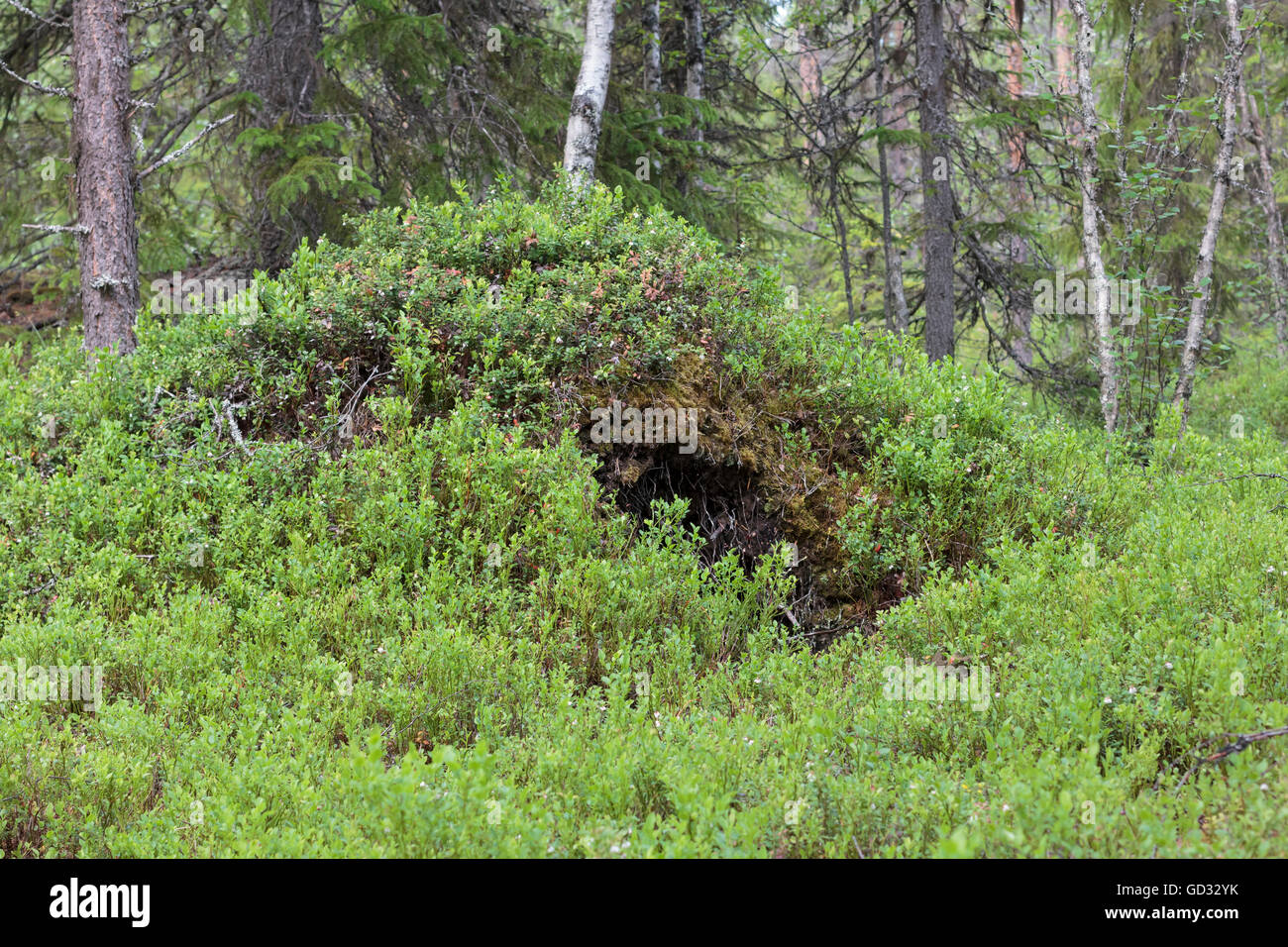 Bear den hi-res stock photography and images - Alamy