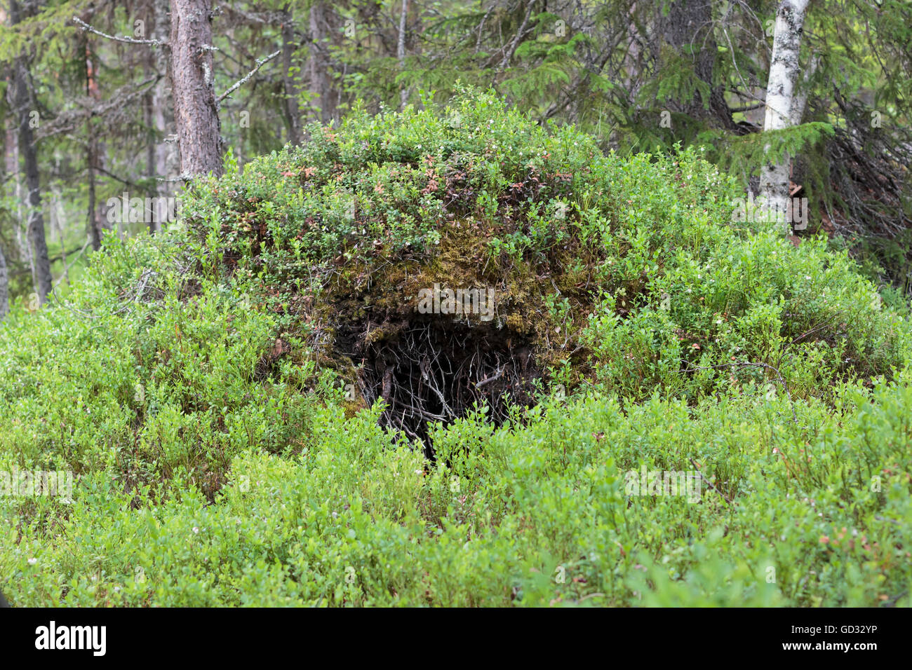 Bears den hi-res stock photography and images - Alamy