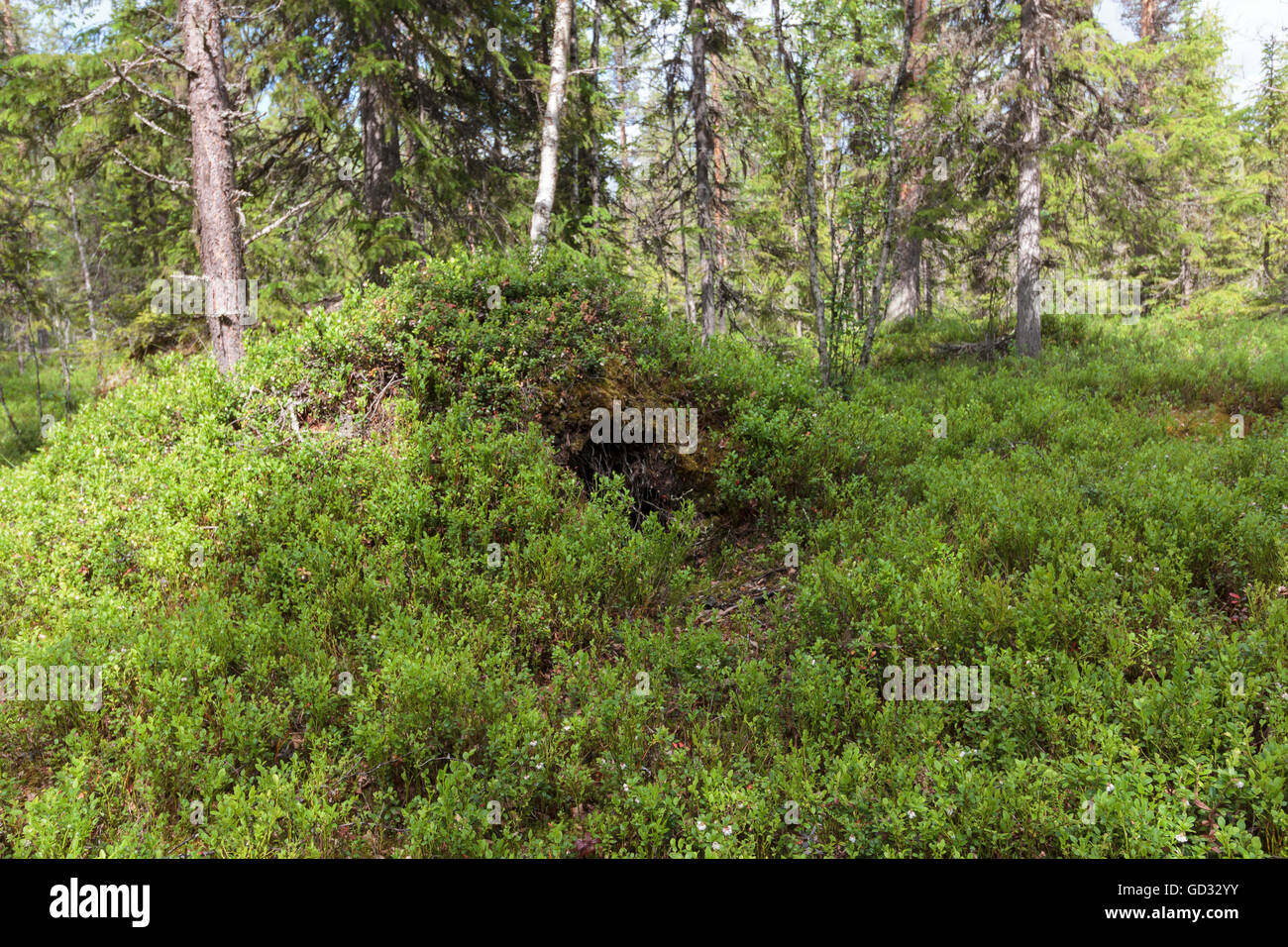 Bear den hi-res stock photography and images - Alamy