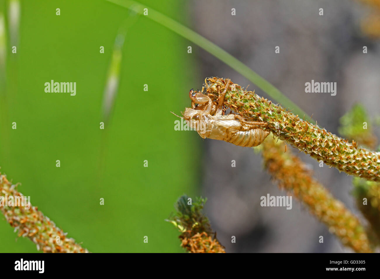 Empty cicada shell hi-res stock photography and images - Alamy