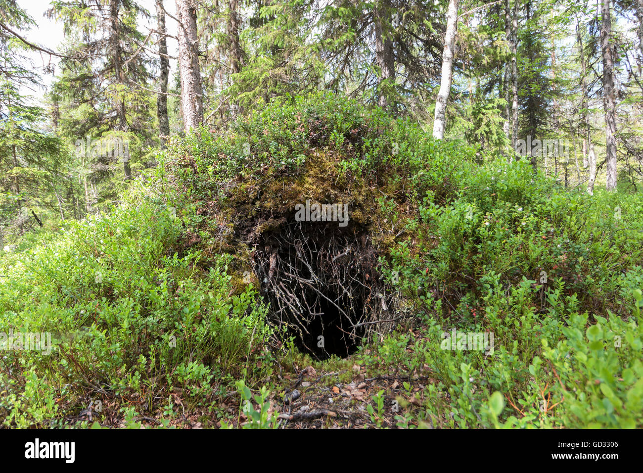 Bears den hi-res stock photography and images - Alamy