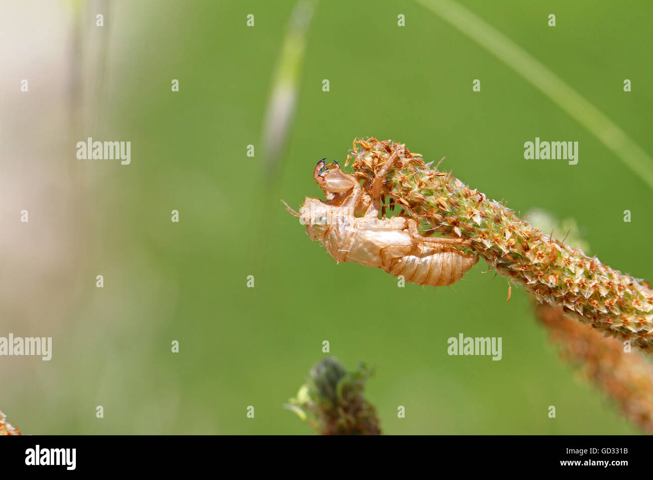 empty cicada shell or casing from a moulted cicada insect on grass in ...