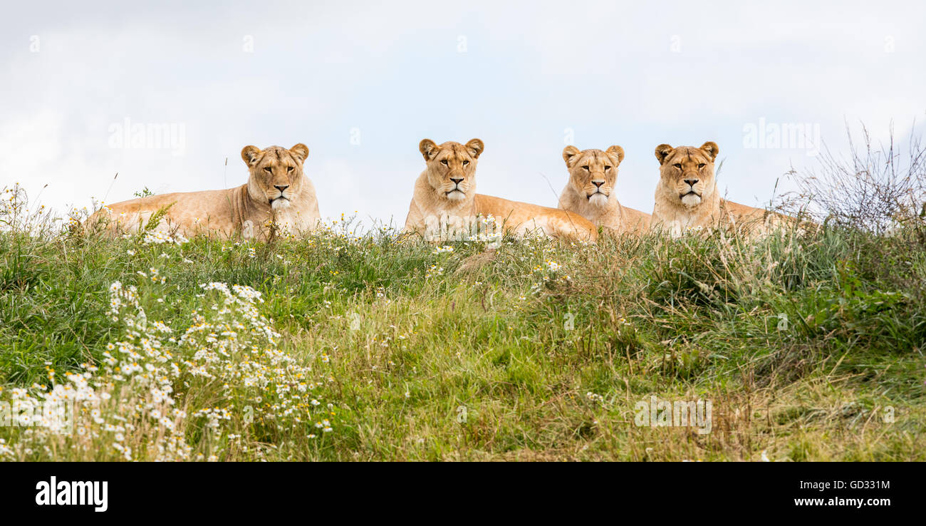 Four baby lions hi-res stock photography and images - Alamy