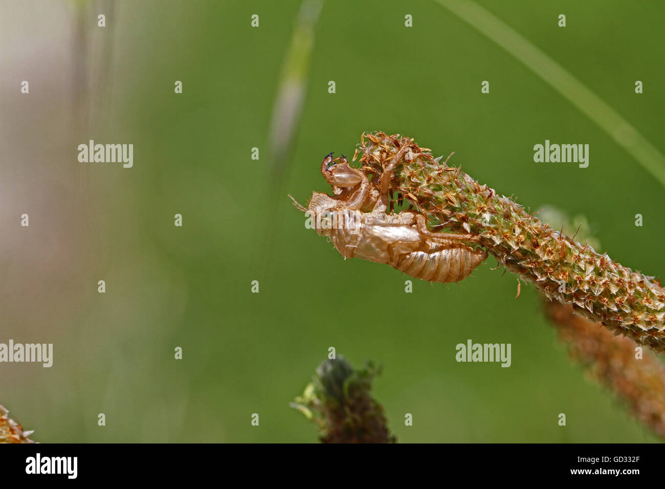Empty cicada shell hi-res stock photography and images - Alamy