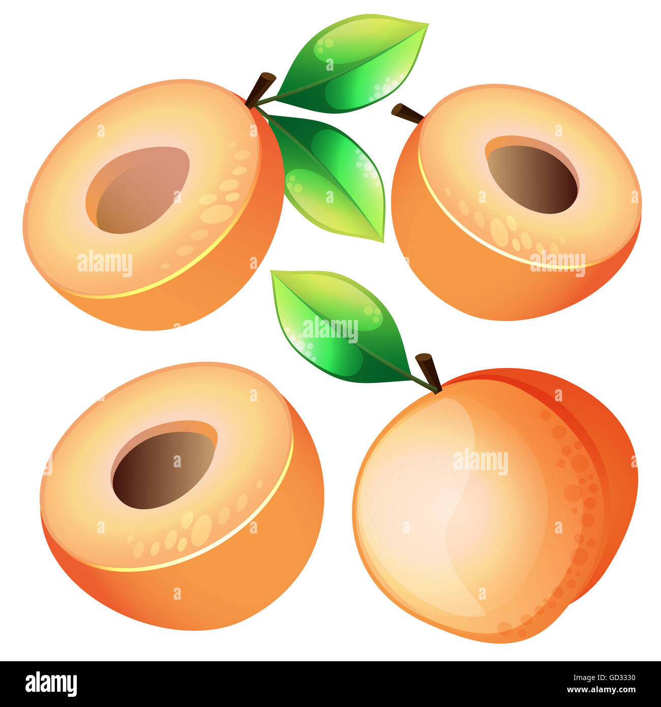 Composition of Apricot on white background. Apricot icon, fruit set ...