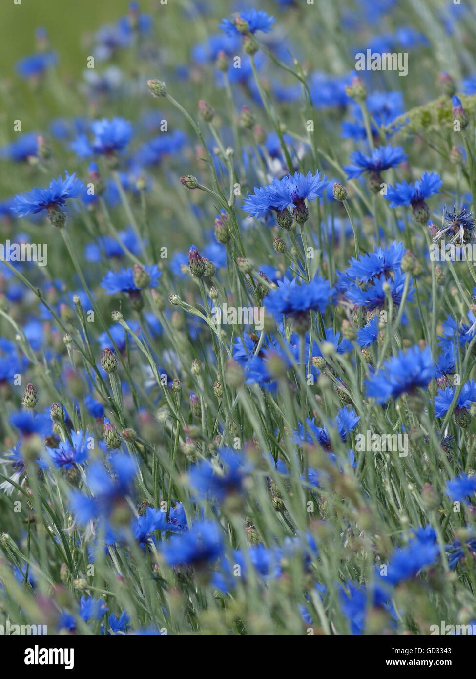 Beautiful cornflower hi-res stock photography and images - Alamy