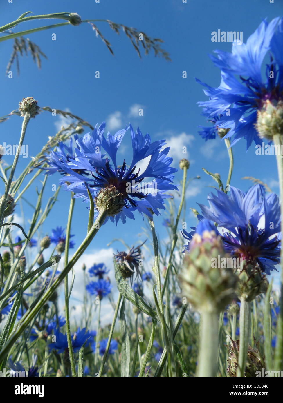 Beautiful cornflower hi-res stock photography and images - Alamy