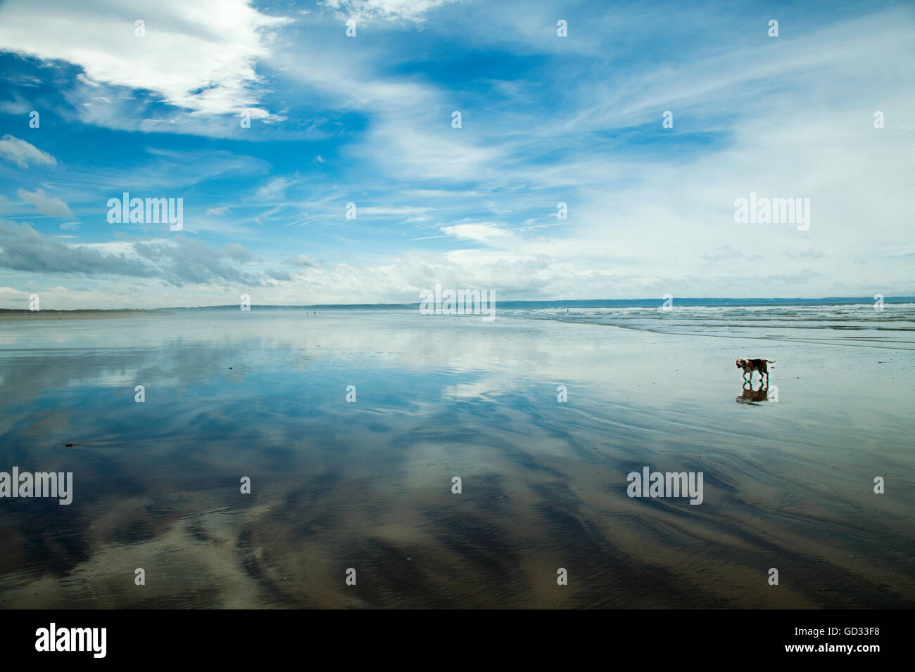 Lone dog on the beach at Saunton sands, clouds are reflected in the ...