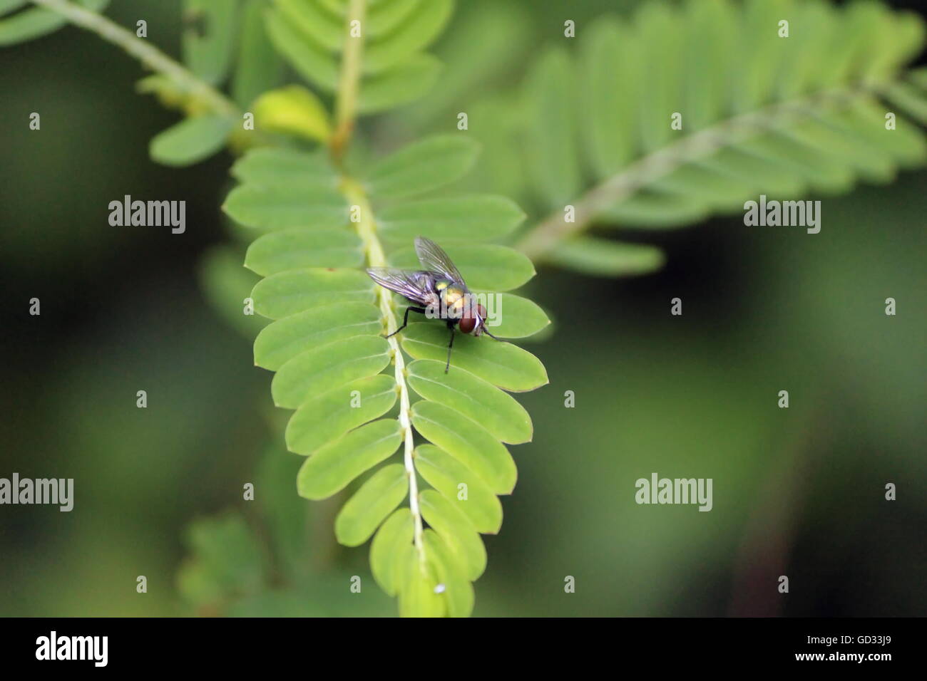 Insect of india hi-res stock photography and images - Alamy