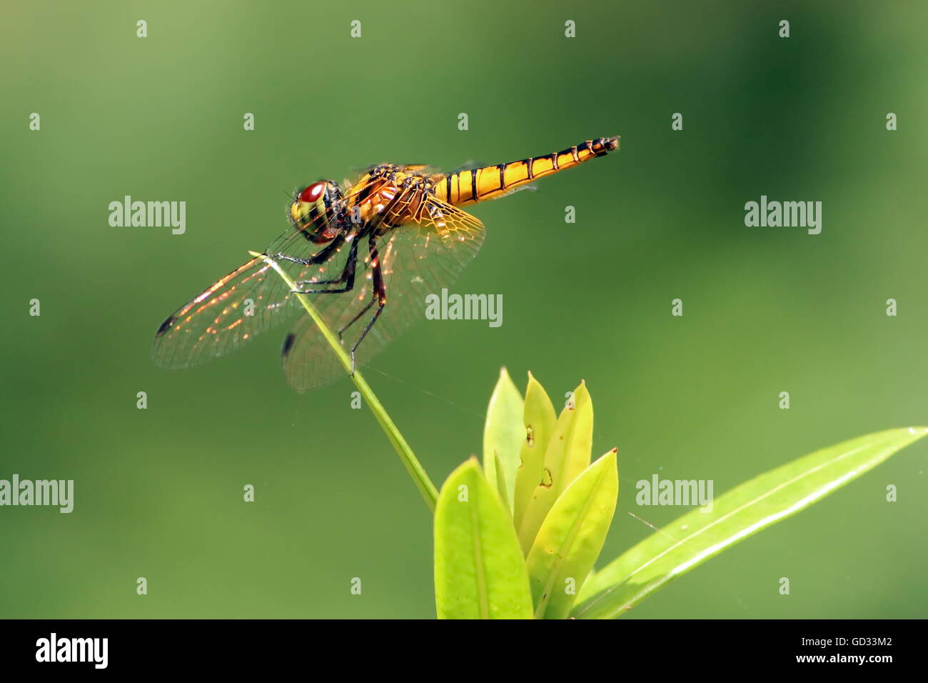 Golden insects hi-res stock photography and images - Alamy