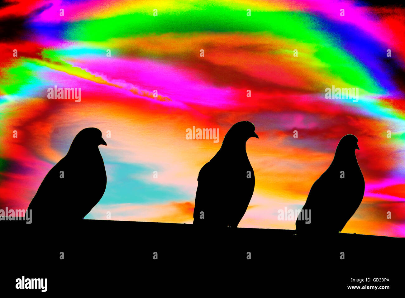 Liverpool pigeon hi-res stock photography and images - Alamy