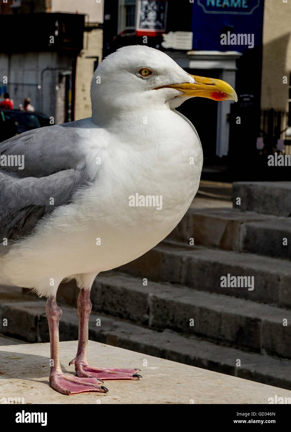 Seagull hi-res stock photography and images - Alamy