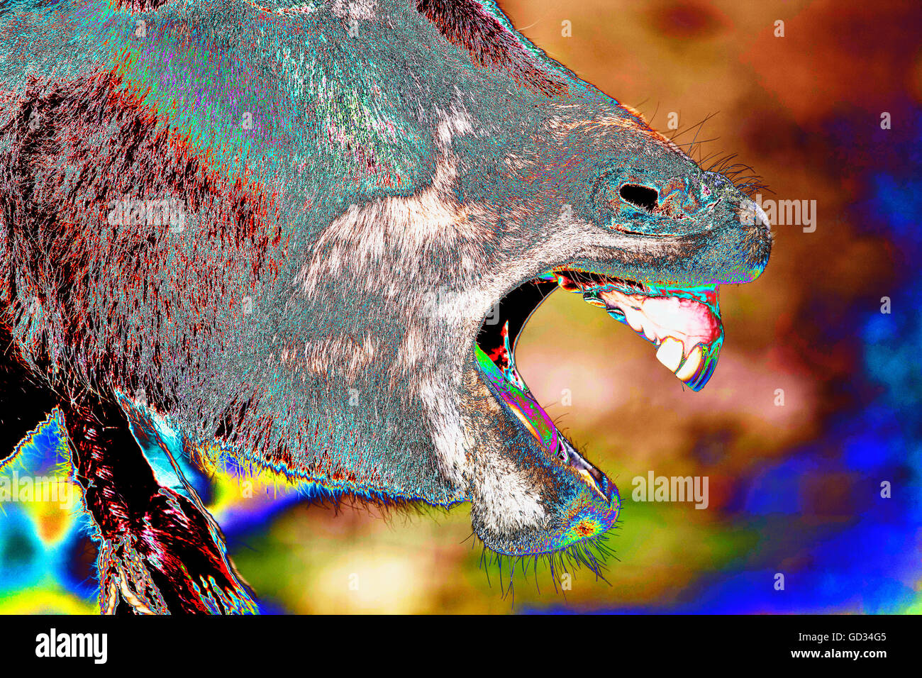 Mule teeth hi-res stock photography and images - Alamy