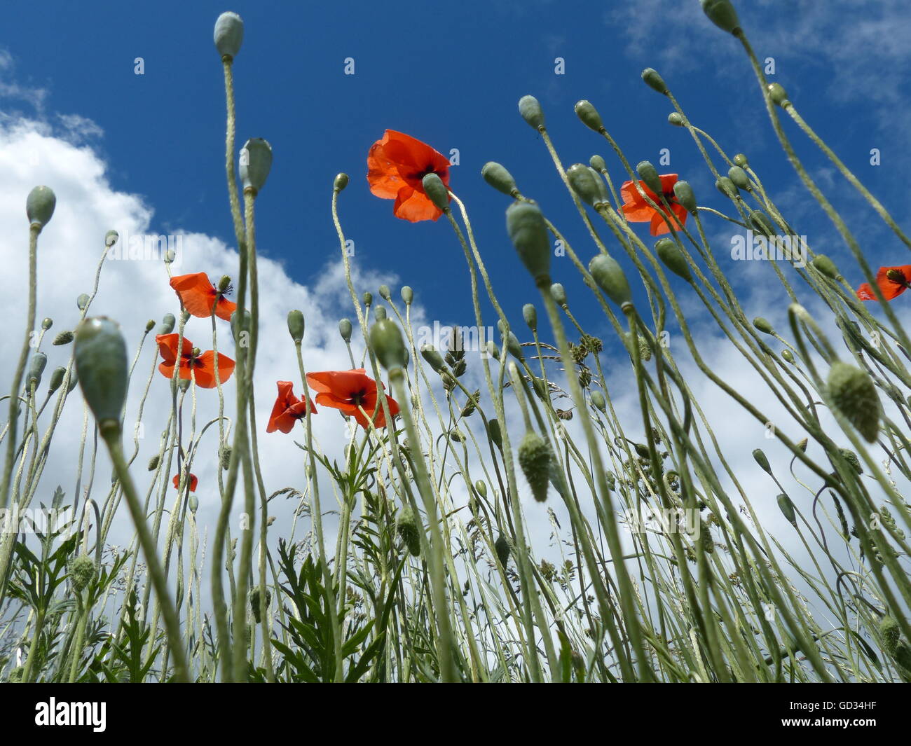 wild poppy with blue sky Stock Photo - Alamy