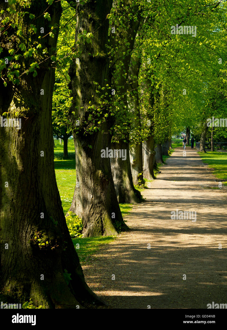 Avenue of trees at Highfields Park a public area in the grounds of the ...