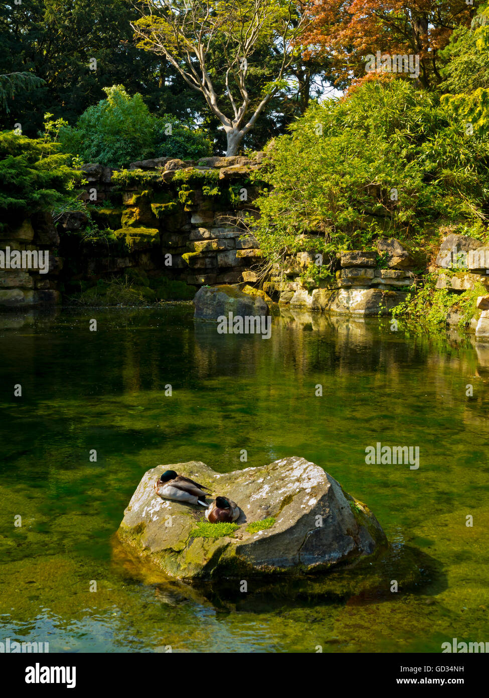 Duck Pond at Highfields Park a public area in the grounds of the ...