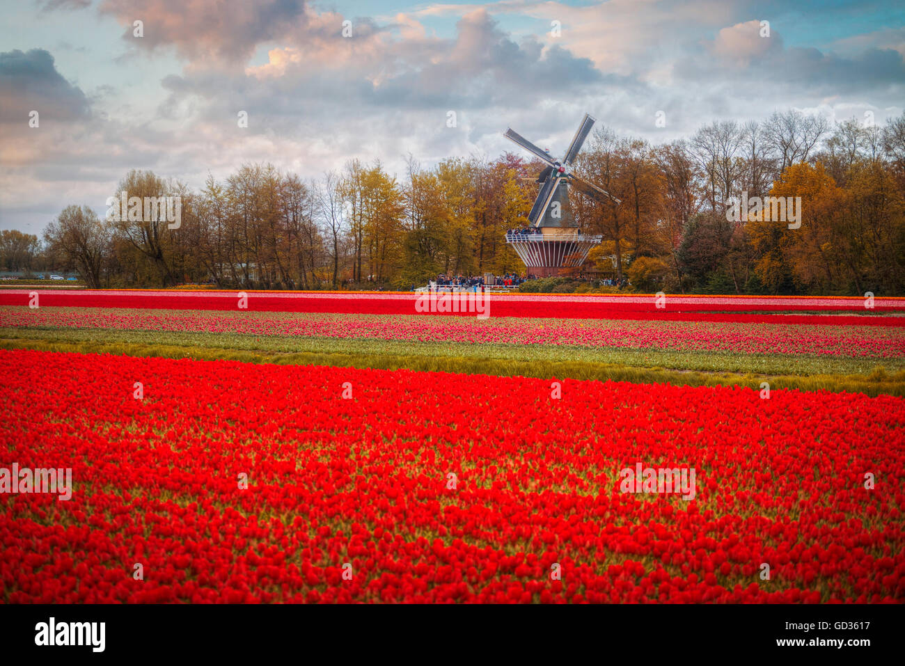 Windmill with tulip field in Holland Stock Photo - Alamy