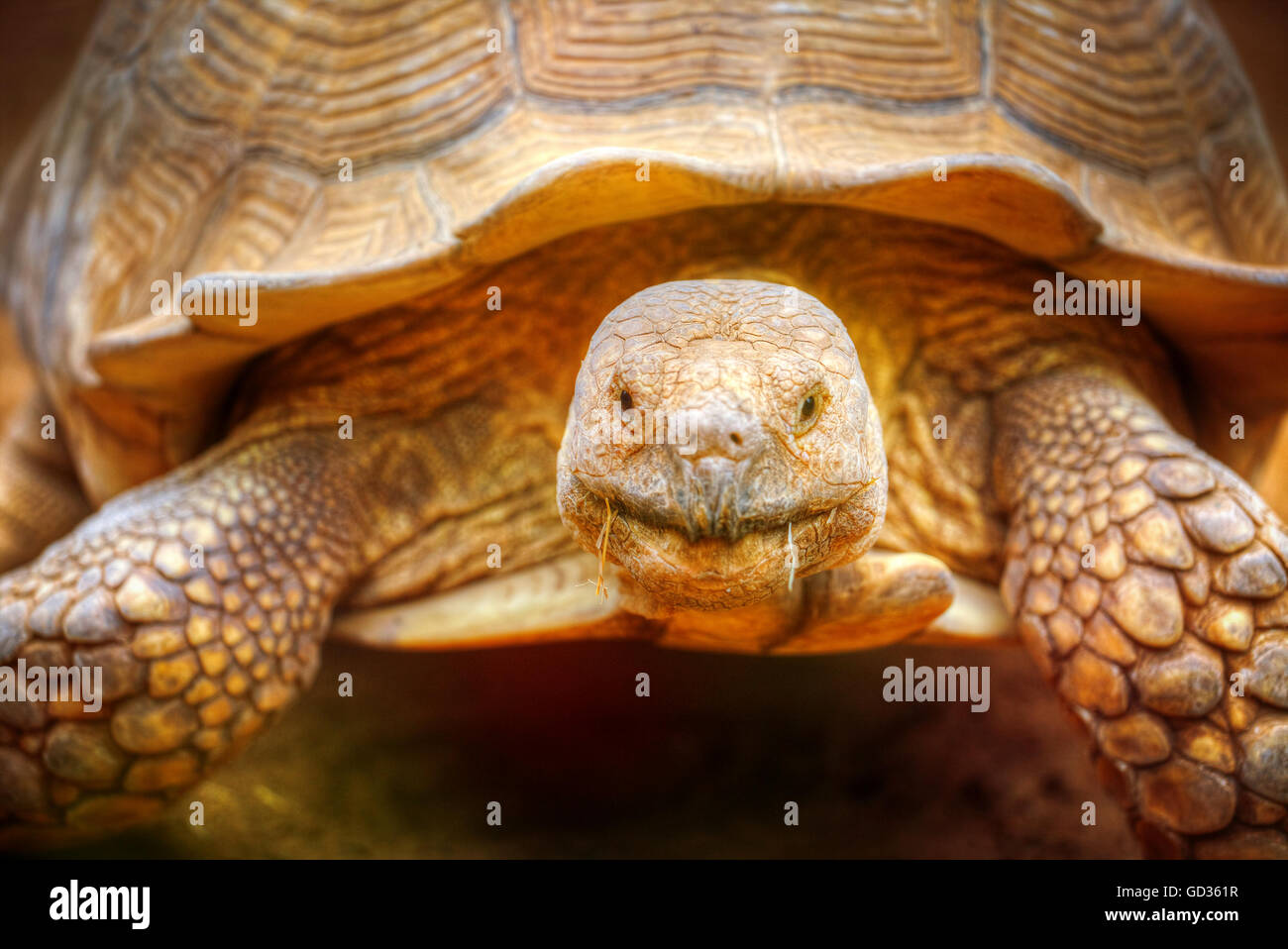 Turtle big and old. closeup at eye level Stock Photo - Alamy